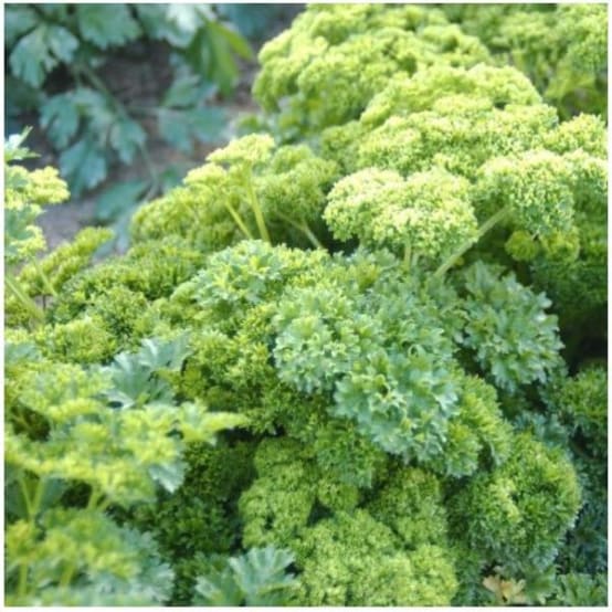 Perejil rizado doble - MACETA 10X10CM - Jardiland