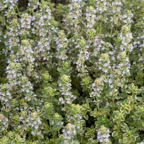 Tomillo limón dorado lote de 3 - MACETA 7CM - Jardiland