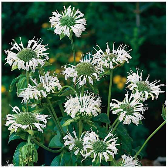 Monarda schneewittchen - GODET 7CM - Jardiland