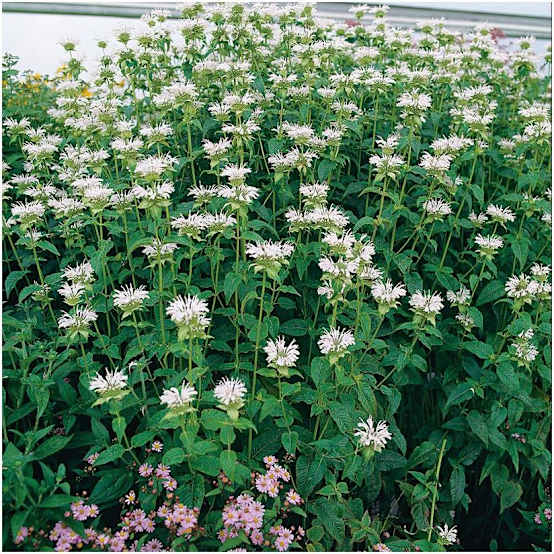 Monarda schneewittchen - GODET 7CM - Jardiland