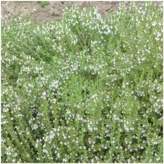 Sarriette bio - Pot 2L - Jardiland