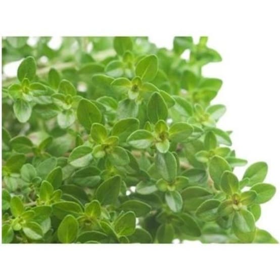 Tomillo limón orgánico - Maceta 2L - Jardiland