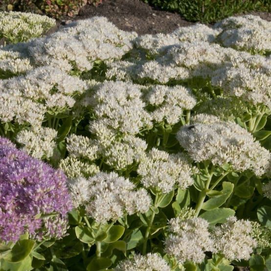 Sedum spectabile iceberg lote de 3 - MACETA 7CM - Jardiland