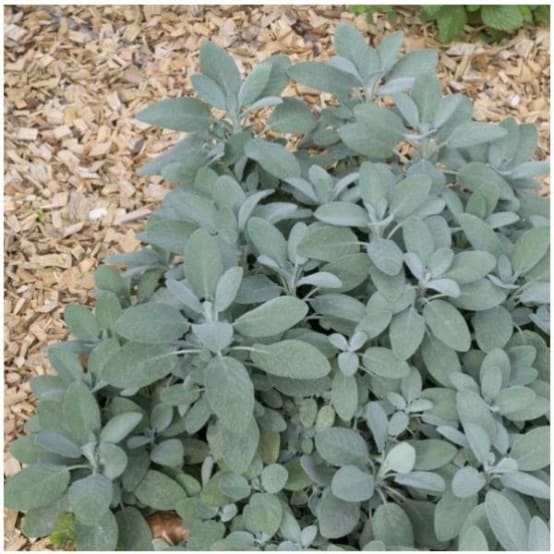 Sauge officinale - POT 10X10CM - Jardiland