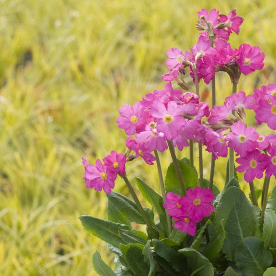 Primula rosea grandiflora delight lot de 3 - GODET 7CM - Jardiland