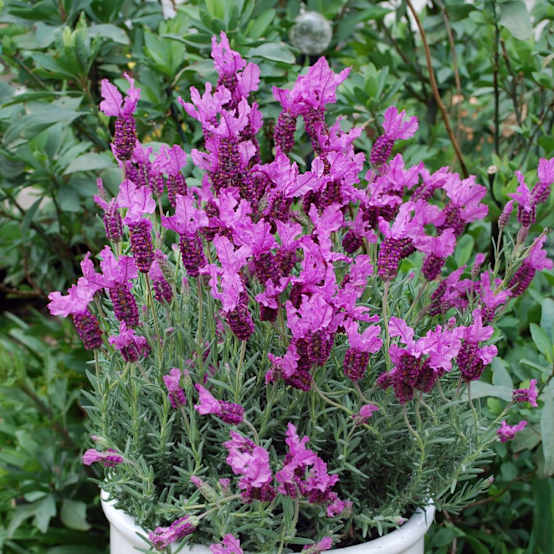 Lavandula stoechas 'The Princess Lavender' - Lavande papillon - Pot de ...