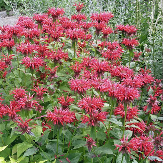 Monarda cambridge scarlet lot de 3 - GODET 7CM - Jardiland