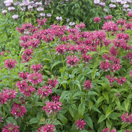 Monarda cambridge scarlet - GODET 7CM - Jardiland