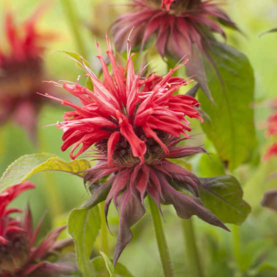 Monarda cambridge scarlet - GODET 7CM - Jardiland