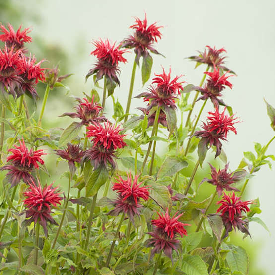 Monarda cambridge scarlet lot de 3 - GODET 7CM - Jardiland