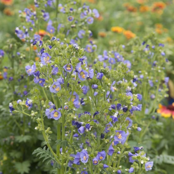 Polemonium caeruleum blue lote de 3 - MACETA 7CM - Jardiland