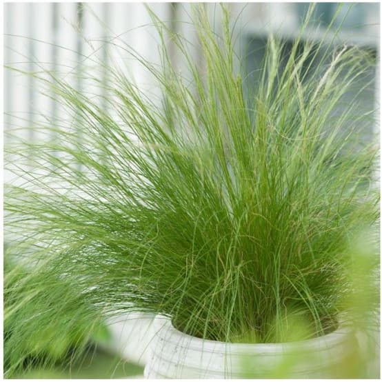 Graminée : Cheveux d'ange - Stipa tenuissima Pony Tails - POT 10X10CM ...
