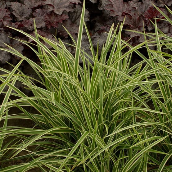 Acorus calamus variegatus - POT 14CM - Jardiland