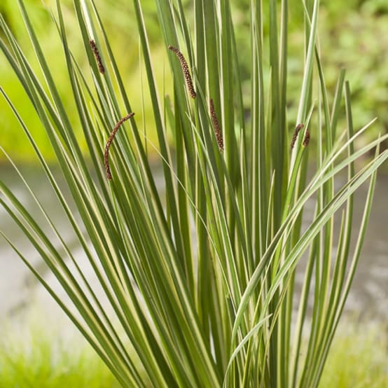 Acorus calamus variegatus - MACETA 14CM - Jardiland