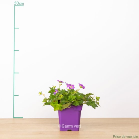 Géranium vivace 'Rozanne'® - POT 10X10CM - Jardiland