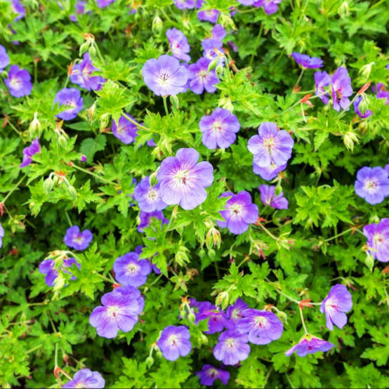 Géranium vivace 'Rozanne'® - POT 10X10CM - Jardiland