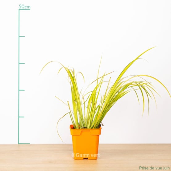 Graminée : Acorus 'Ogon' - POT 10X10CM - Jardiland