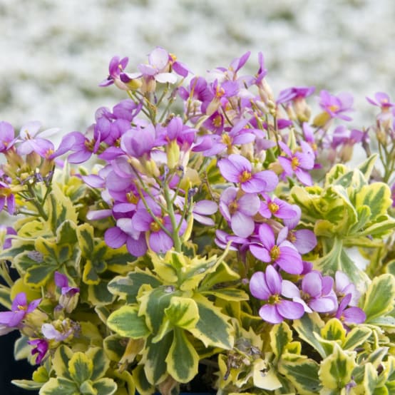 Arabette du caucase rose 'Douceur Angevine' lot de 3 - GODET 7CM ...