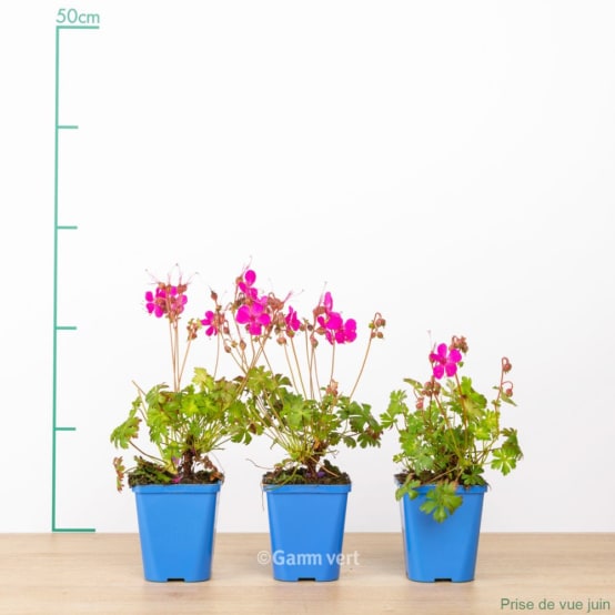 Géranium vivace 'Crystal Rose' lot de 3 - GODET 7CM - Jardiland