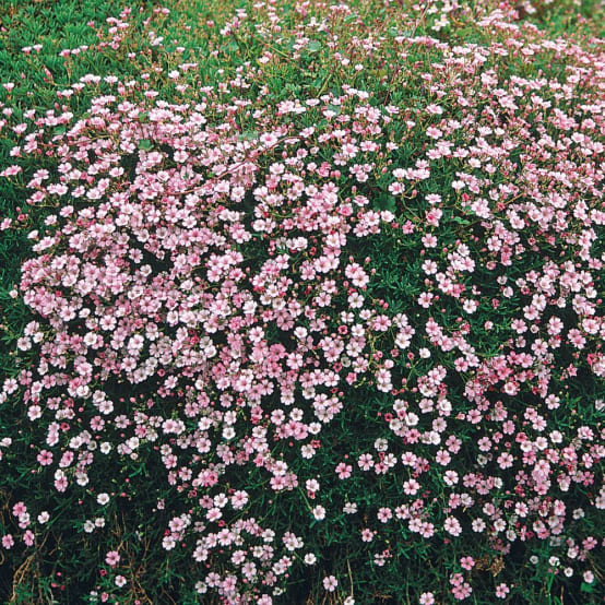 Gypsophile rastrera rosa lote de 3 - MACETA 7CM - Jardiland
