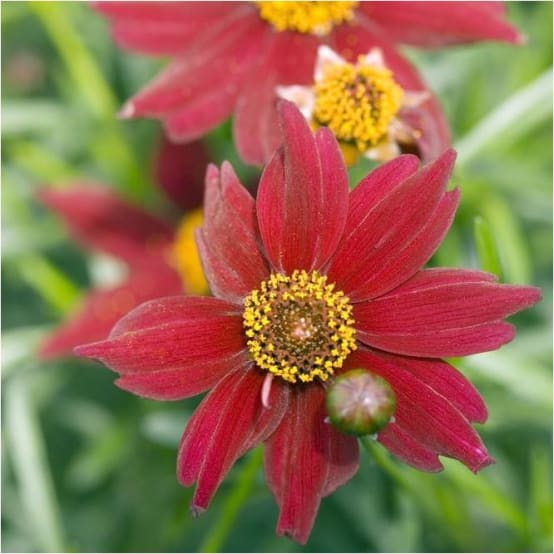 Coreopsis 'Limerock Ruby'® - POT 10X10CM - Jardiland