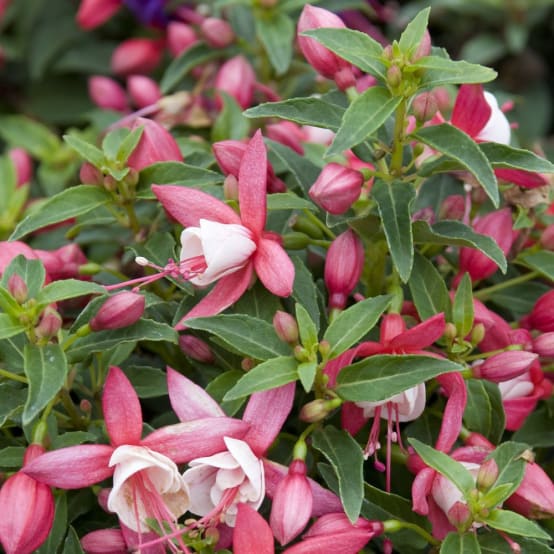 Fuchsia lady thumb - POT 10X10CM - Jardiland