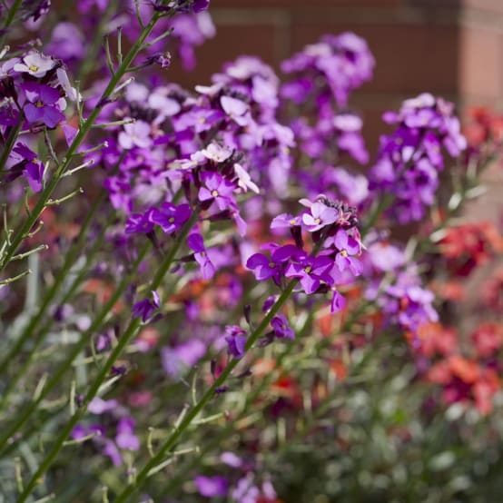 Alhelí morado - Erysimum bowles garden morado lote de 3 - MACETA 7CM ...
