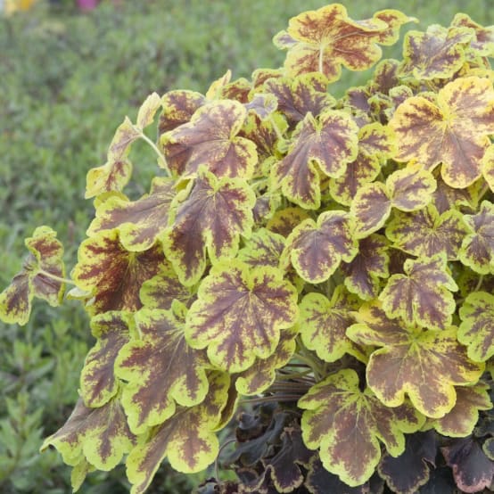 Heucherella 'Solar Eclipse' - POT 10X10CM - Jardiland