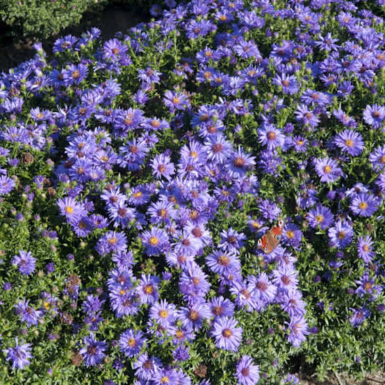 Aster nain d'automne 'Augenweide' lot de 3 - GODET 7CM - Jardiland