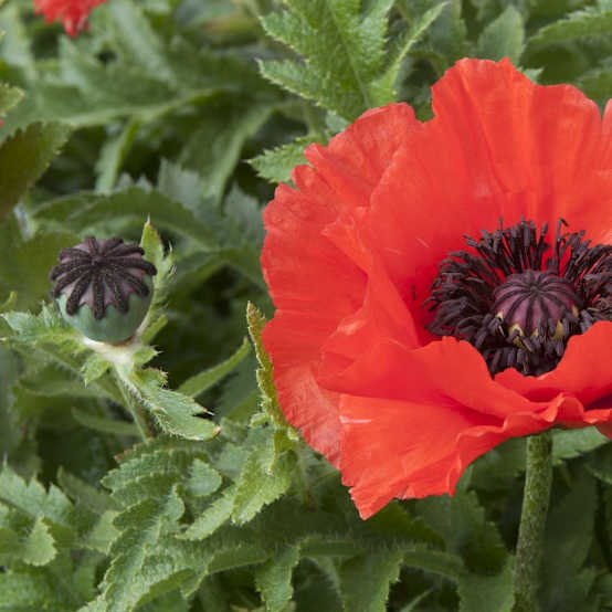 Papaver orientalis rouge lot de 3 - GODET 7CM - Jardiland