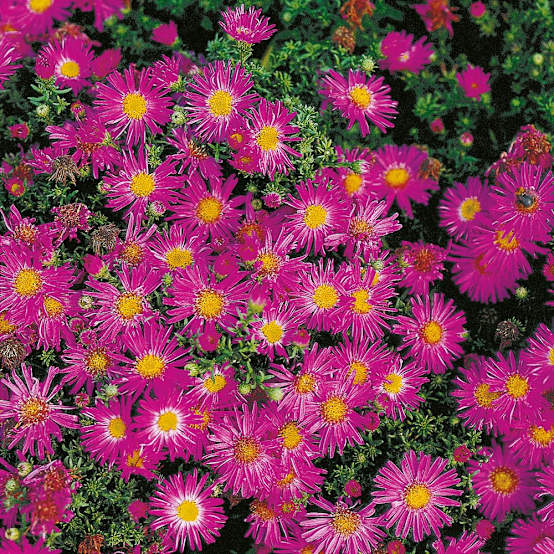 Aster nain d'automne pourpre 'Alice Haslam' - POT 10X10CM - Jardiland