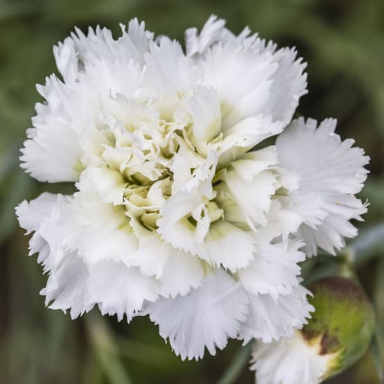 Dianthus Scent first® Memories - Oeillet Mignardise lot de 3 - GODET ...
