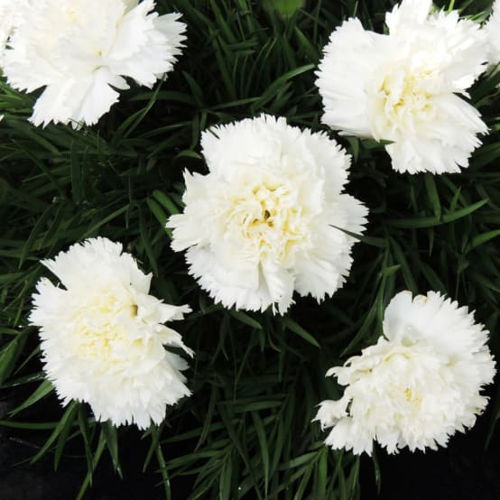 Dianthus Scent first® Memories - Clavel Mignardise lote de 3 - MACETA ...