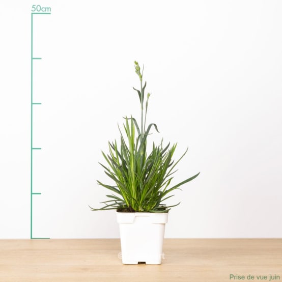 Dianthus Scent first® Memories - Oeillet Mignardise - POT 10X10CM ...