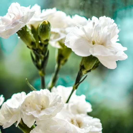 Dianthus Scent first® Memories - Oeillet Mignardise - POT 10X10CM ...