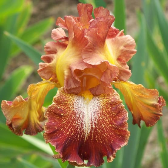 Iris des jardins rouge cuivre sepale jaune cuivre lot de 3 - GODET 7CM ...