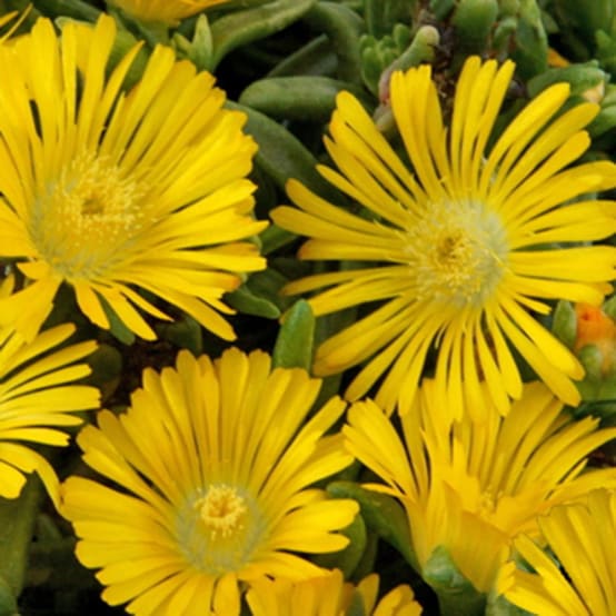 Delosperma WoW Yellow Wonder ® - POT 10X10CM - Jardiland