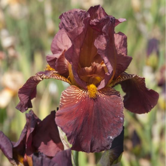 Iris de los jardines rojo lote de 3 - MACETA 7CM - Jardiland