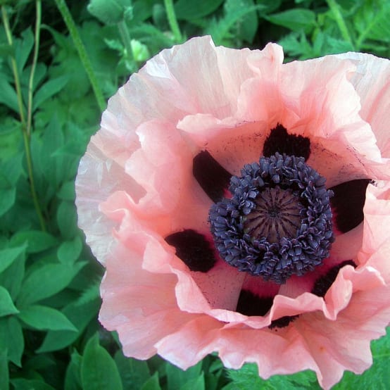 Papaver orientalis rose lot de 3 - GODET 7CM - Jardiland