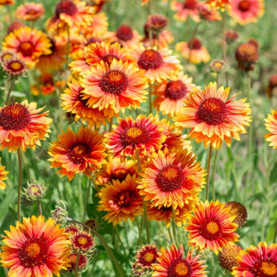 Gaillarde 'Royale' - GODET 7CM - Jardiland