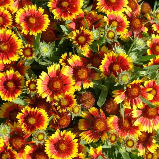 Gaillarde 'Royale' - GODET 7CM - Jardiland