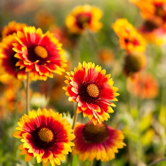 Gaillarde 'Royale' - GODET 7CM - Jardiland