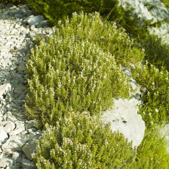 Sarriette - POT 10X10CM - Jardiland