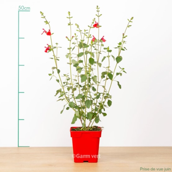 Sauge grahamii Hot Lips - POT 10X10CM - Jardiland