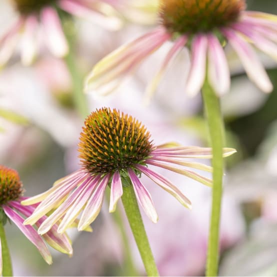Echinacea Double Decker - POT 4L - Jardiland