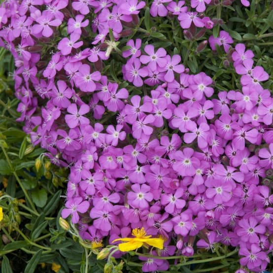 Saponaria bressingham - MACETA 10X10CM - Jardiland