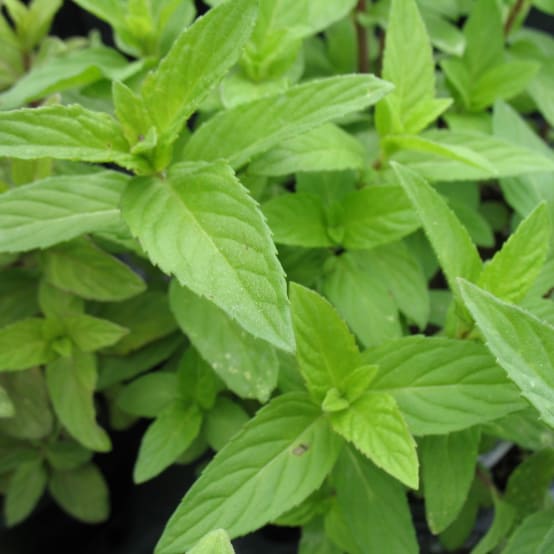 Menta limón lote de 3 - MACETA 7CM - Jardiland