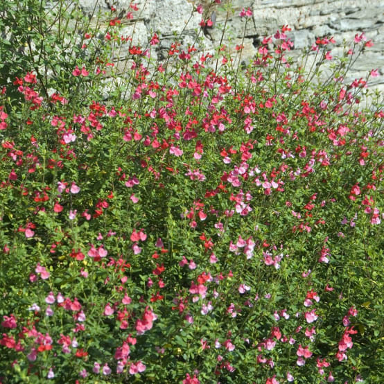 Sauge grahamii rouge lot de 3 - GODET 7CM - Jardiland