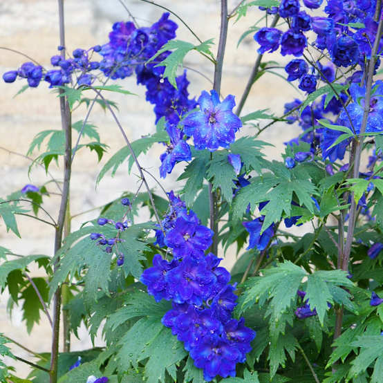 Delphinium Guardian Blue - POT 4L - Jardiland