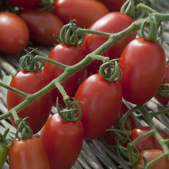 Tomate cerise rouge 'Trilly' F1 - POT 10X10CM - Jardiland
